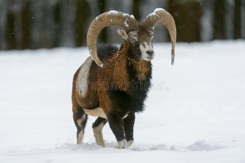 Mufflon stock photo. Image of climbing, brown, calm, climber - 11188922