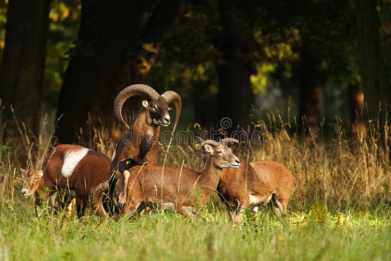 Buck profile stock image. Image of animal, autumn, hunt - 11373211