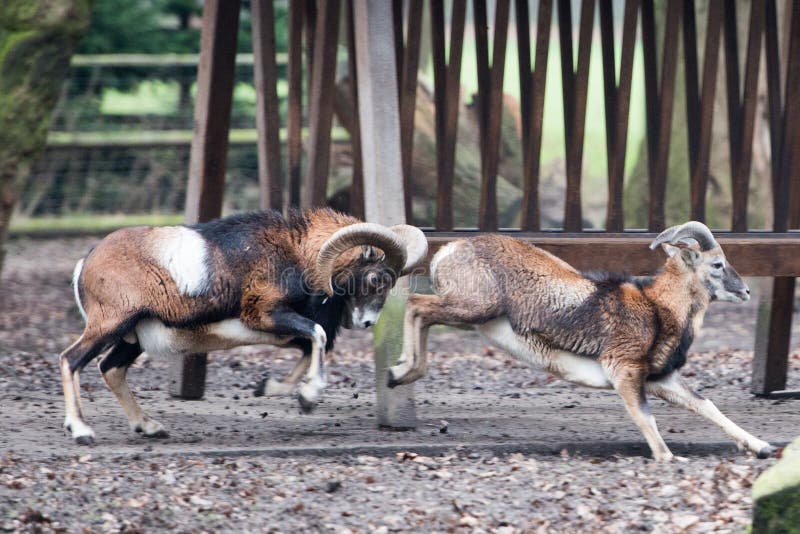 241 Ram Fighting Stock Photos - Free & Royalty-Free Stock Photos from ...
