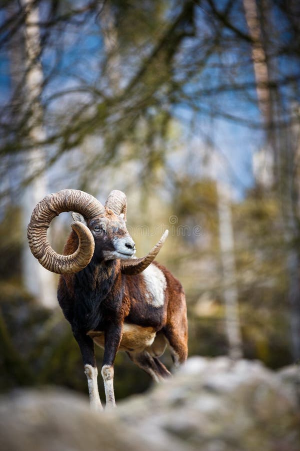 The mouflon stock image. Image of curved, aries, climber - 40745047