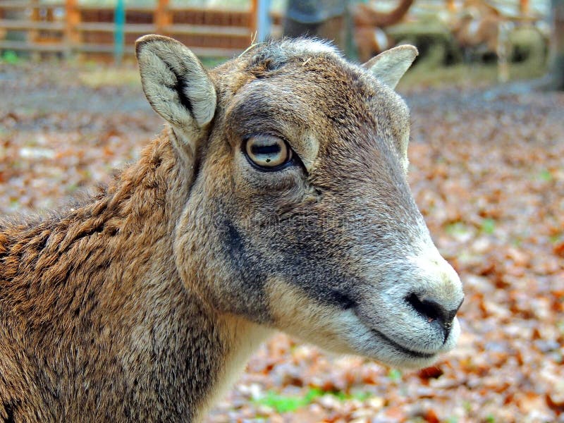 Mouflon stock photo. Image of sheep, livestock, wildlife - 80723050