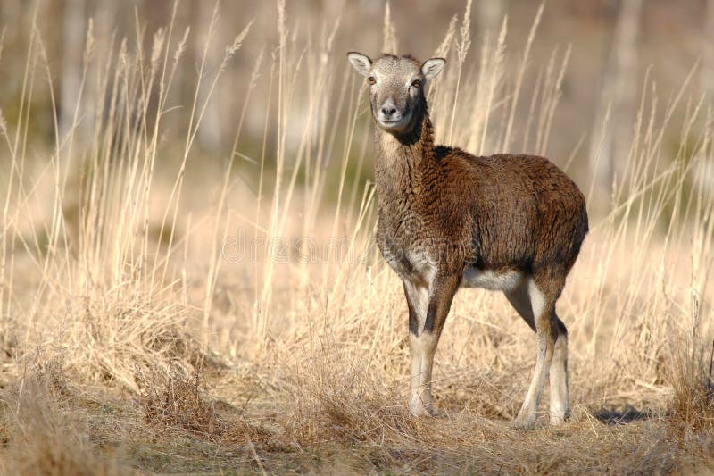 Mouflon female stock photo. Image of mammal, mouflon - 30536768