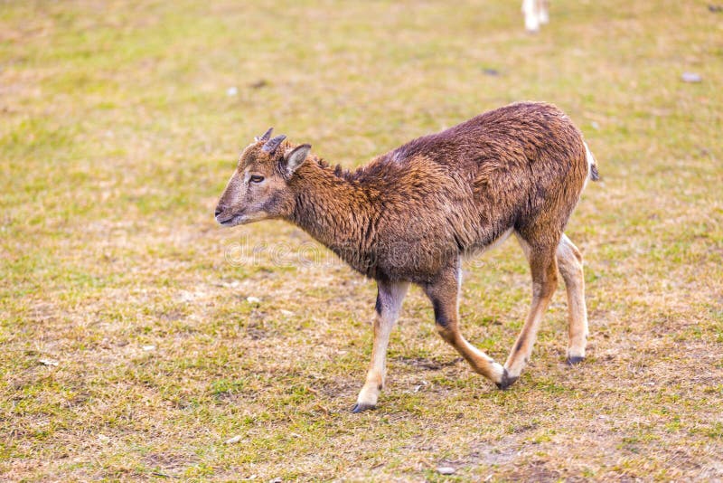 Mouflon female portrait. stock image. Image of beautiful - 68404555