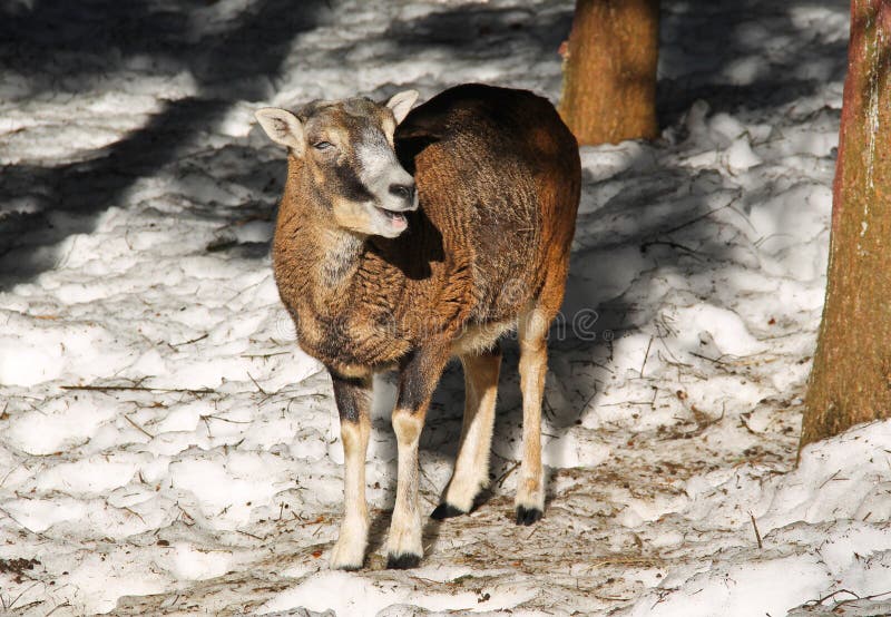 Mouflon female in winter stock photo. Image of frost - 139617072