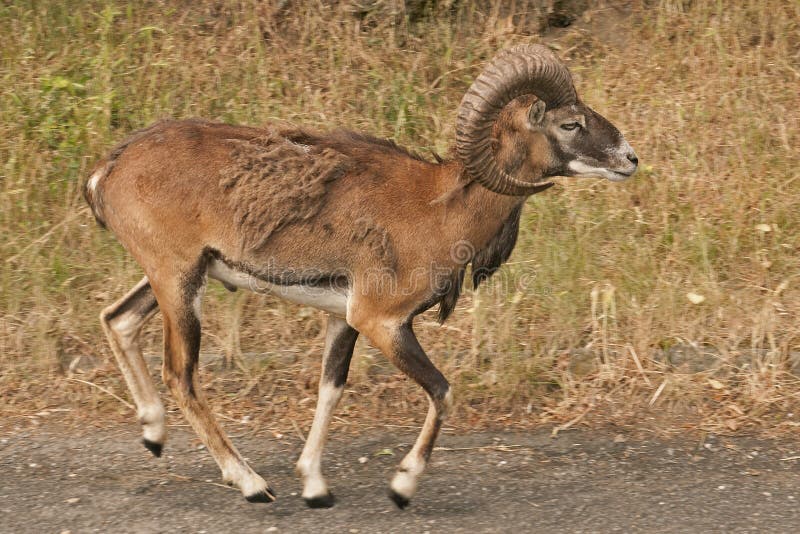 Mouflon stock photo. Image of vertebrate, brown, furry - 104554428
