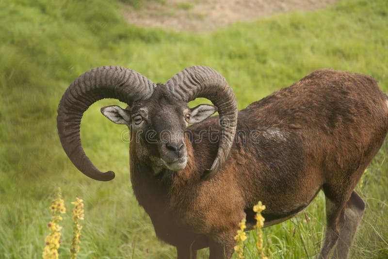 Mouflon stock image. Image of nature, natural, green - 60535047