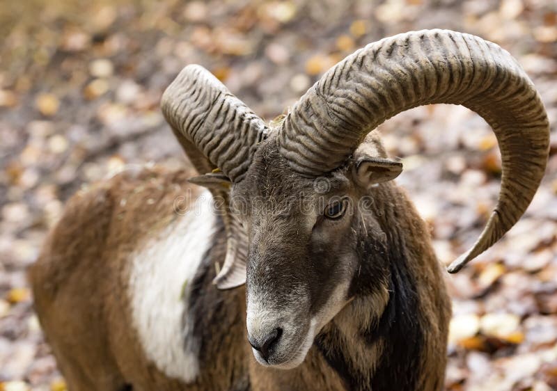 Mouflon Head Stock Photos - Download 1,273 Royalty Free Photos