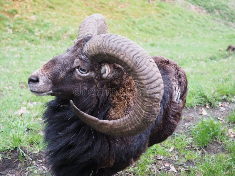 Mouflon stock photo. Image of horn, sheep, mouflon, animal - 69726382