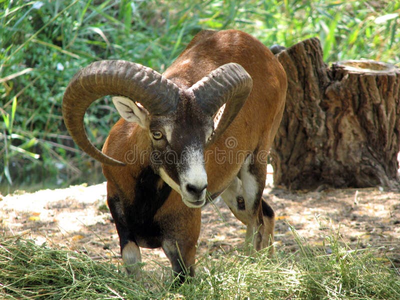 Mouflon stock photo. Image of horned, mammals, horn, nature - 33210464