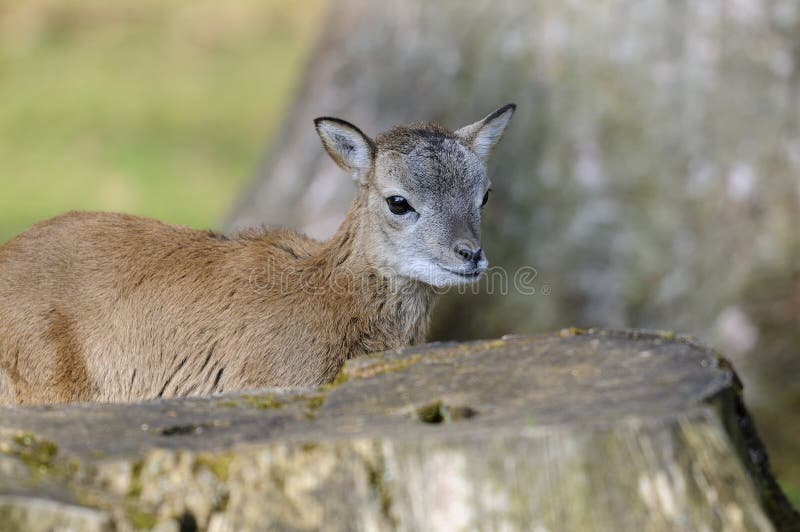 Mouflon, ovis aries stock photo. Image of cute, baby - 14792536