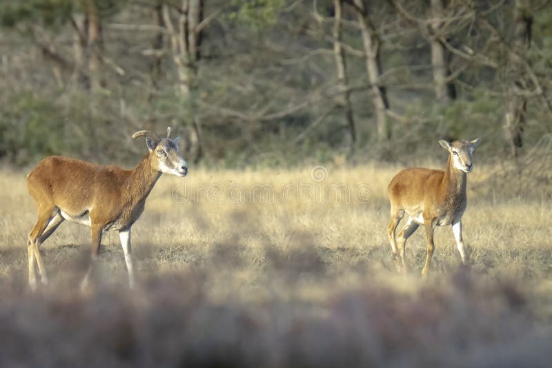 Mouflon Ovis Gmelini in a Forest Stock Photo - Image of male, landscape ...