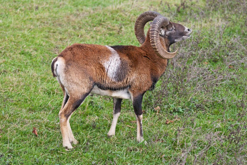 Mouflon-Ovis Gmelini Musimon Stockbild - Bild von braun, fallen: 92655785
