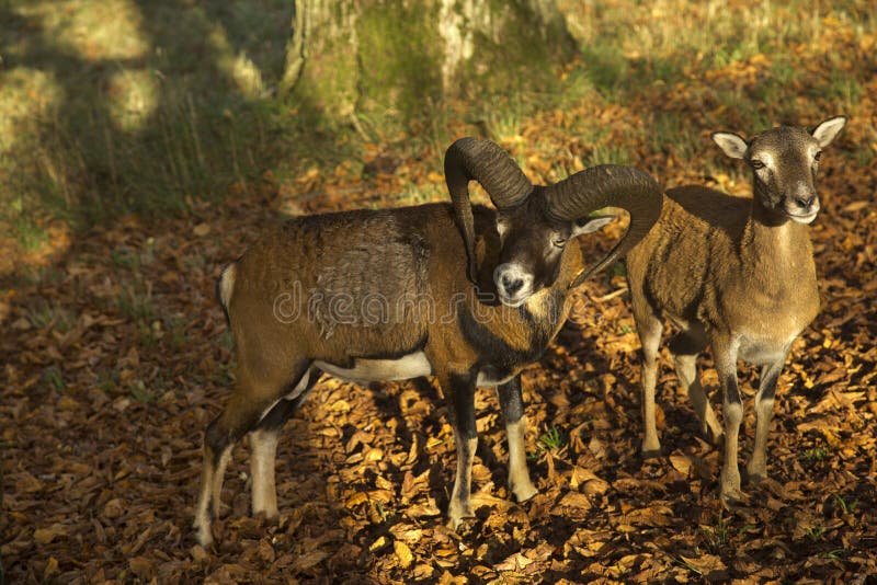 The Mouflon Ovis Gmelini in Park. Stock Photo - Image of mouflon, wild ...