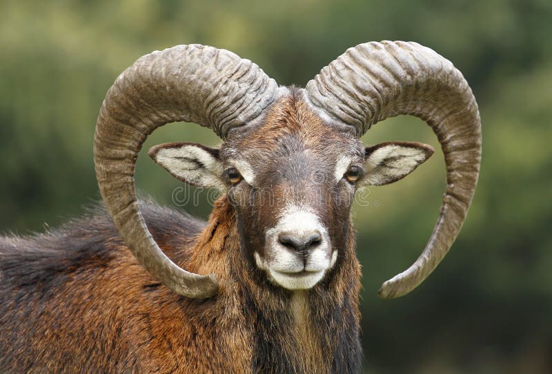 European Mouflon (Ovis Orientalis Musimo) Stock Image - Image of ...