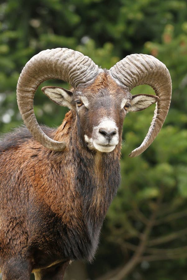 Mouflon ram stock photo. Image of climber, ovis, goat - 26880152