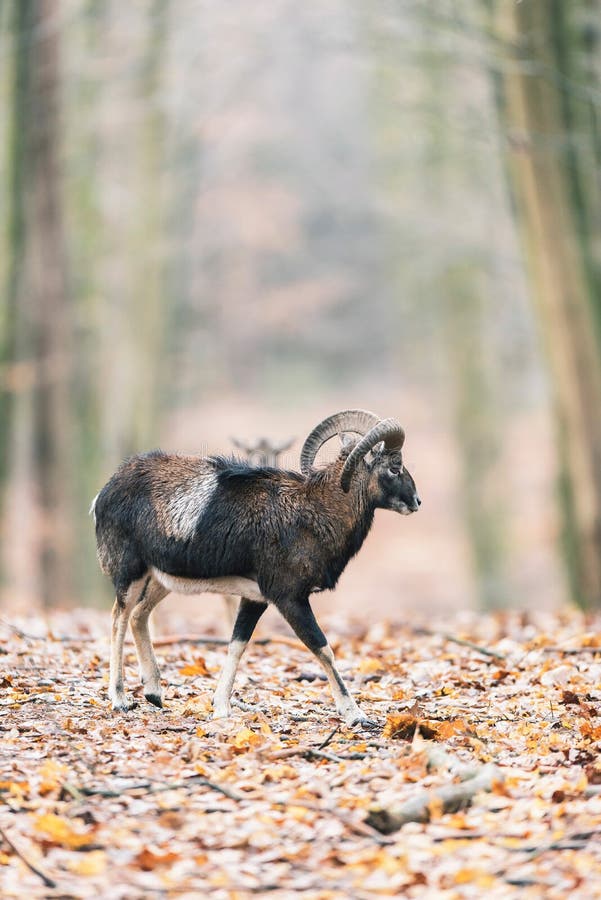 Mouflon Ram in Autumn Forest. Stock Photo - Image of europe, mouflon ...