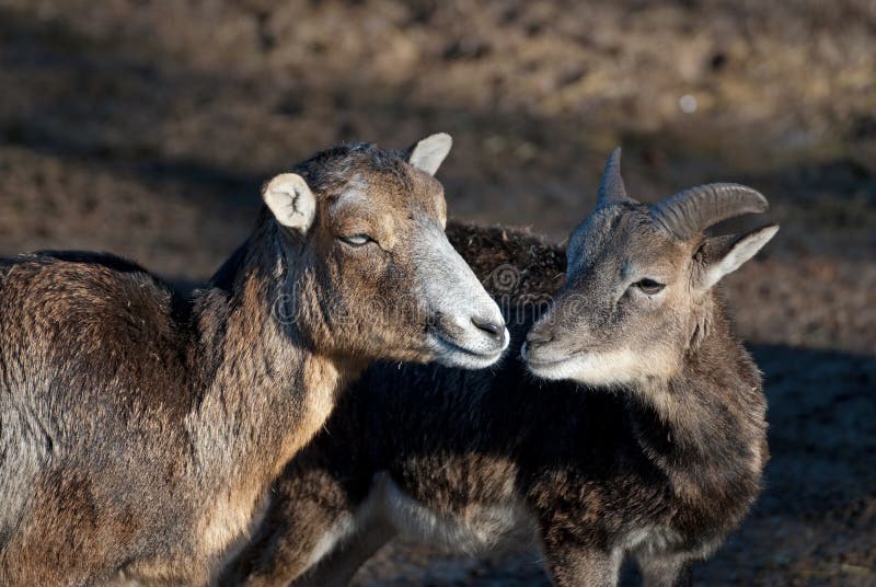 Mouflons stock image. Image of nature, family, wildlife - 17913845
