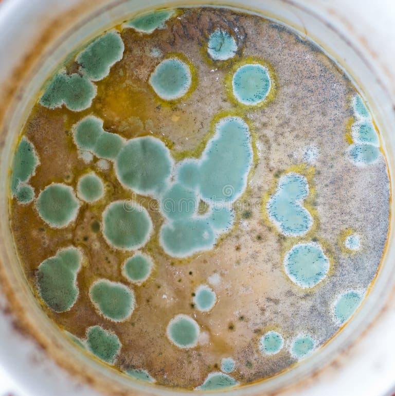 Mould stock image. Image of blue, disgusting, nature - 26181109
