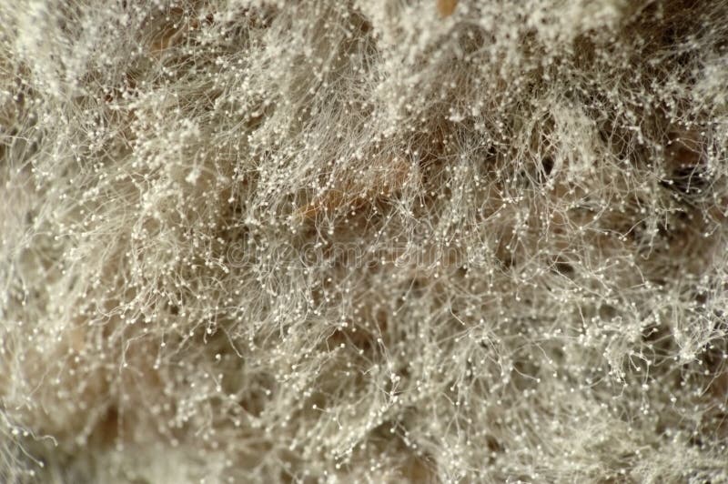 Mould on bread stock photo. Image of bread, brown, penicillium - 2204832