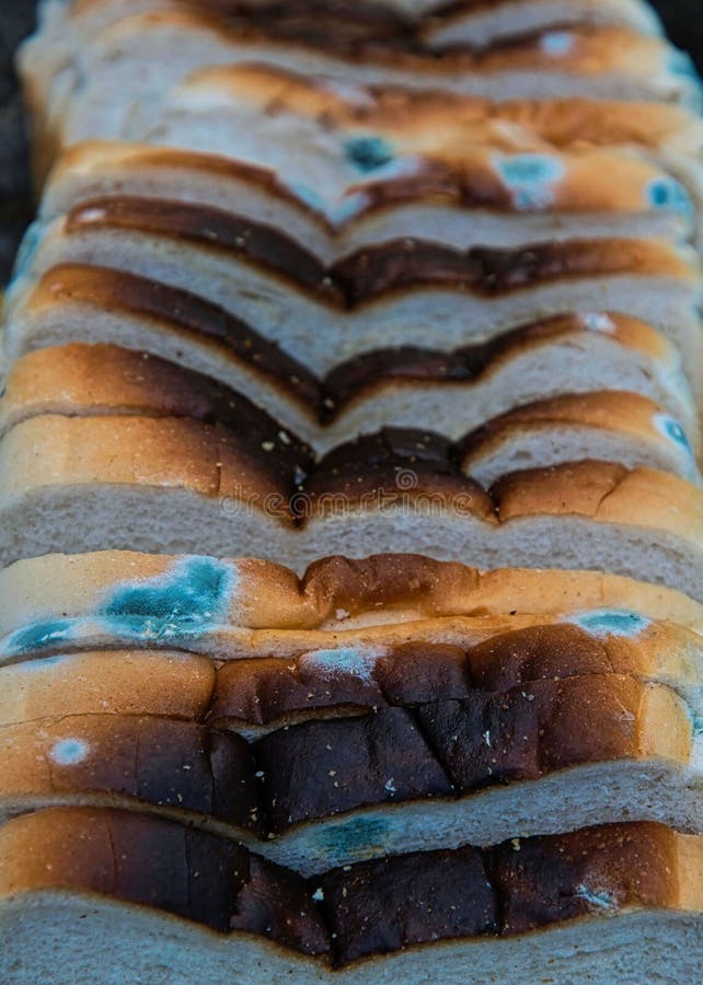 Mould Forming on Sliced Pan Bread Stock Image - Image of sliced, mould ...