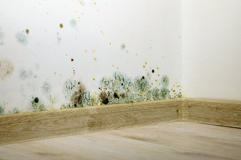 Mould and Fungus Growth on Wall Stock Photo - Image of mold, mould ...