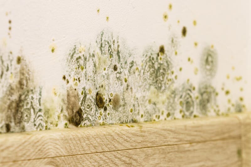 Mould and Fungus Growth on Wall Stock Photo - Image of fungal, interior ...