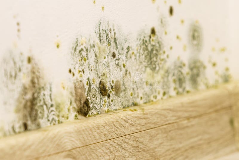 Mould and Fungus Growth on Wall Stock Image - Image of fungal, fungus ...