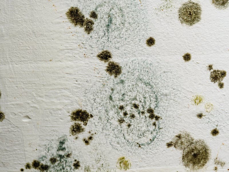 Mould and Fungus Growth on White Wall Stock Image - Image of mold, room ...