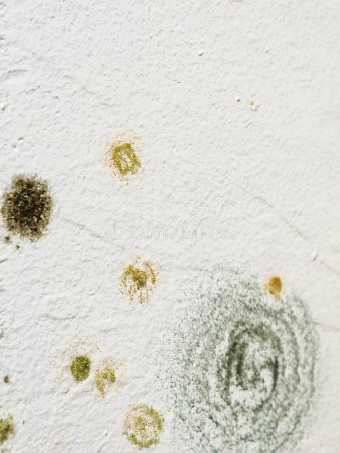 Mould and Fungus Growth on White Wall Stock Photo - Image of house ...