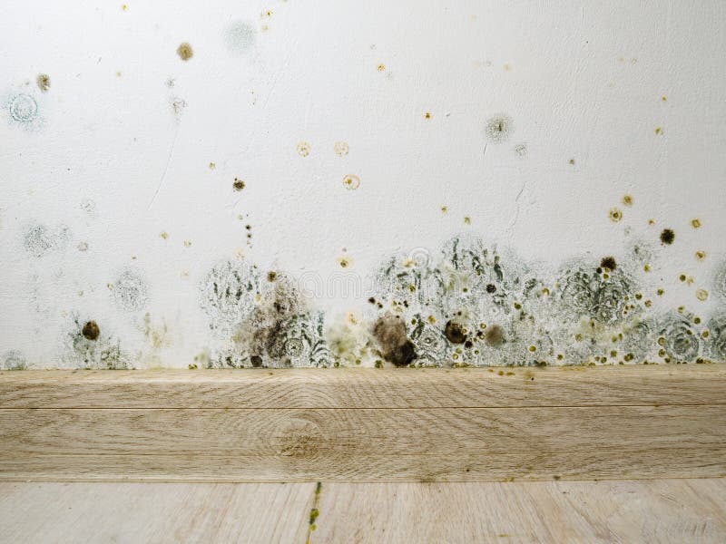 Mould and Fungus Growth on White Wall Stock Image - Image of mould ...