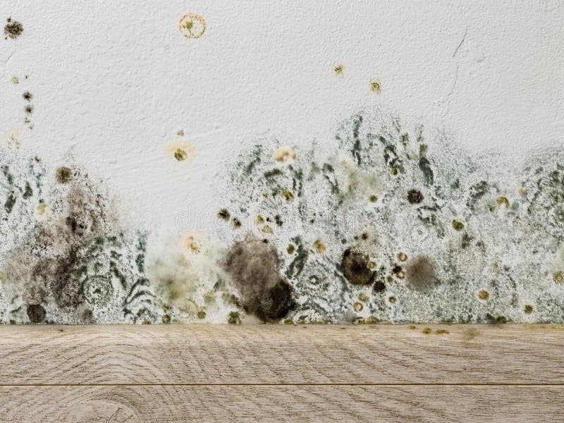 Mould and Fungus Growth on White Wall Stock Image - Image of moisture ...
