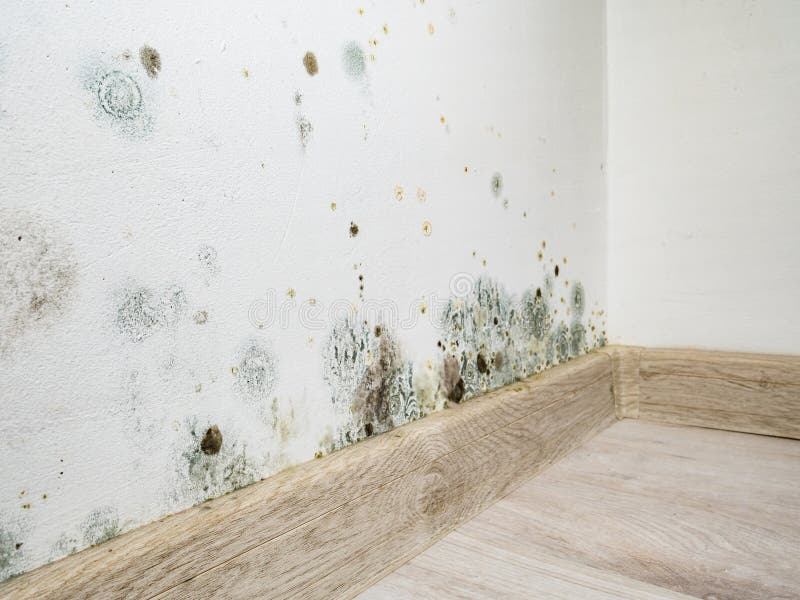 Mould and Fungus Growth on White Wall Stock Image - Image of fungus ...