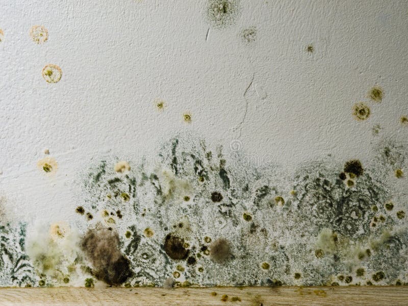 Mould and Fungus Growth on White Wall Stock Photo - Image of interior ...