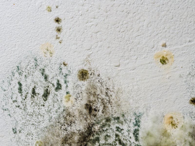 Mould and Fungus Growth on White Wall Stock Image - Image of ...