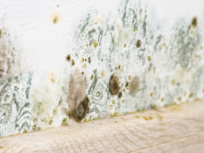 Mould and Fungus Growth on White Wall Stock Image - Image of cold ...
