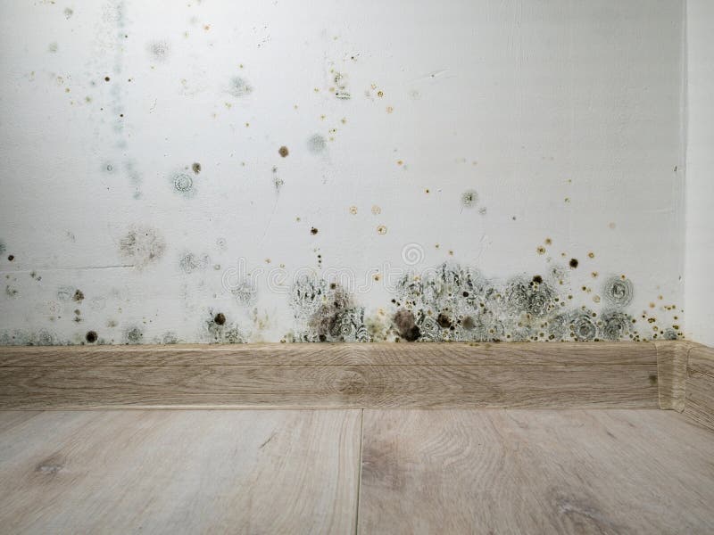 Mould and Fungus Growth on White Wall Stock Photo - Image of moisture ...