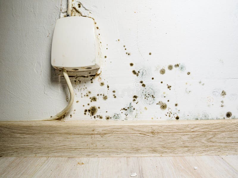 Mould and Fungus Growth on White Wall Stock Image - Image of mold ...