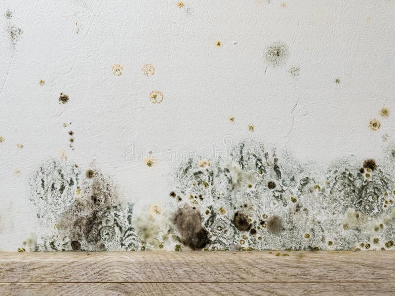Mould and Fungus Growth on White Wall Stock Photo - Image of room ...