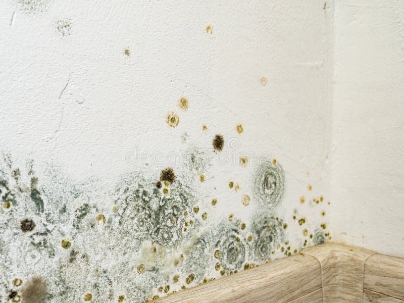 Mould and Fungus Growth on White Wall Stock Image - Image of damp ...