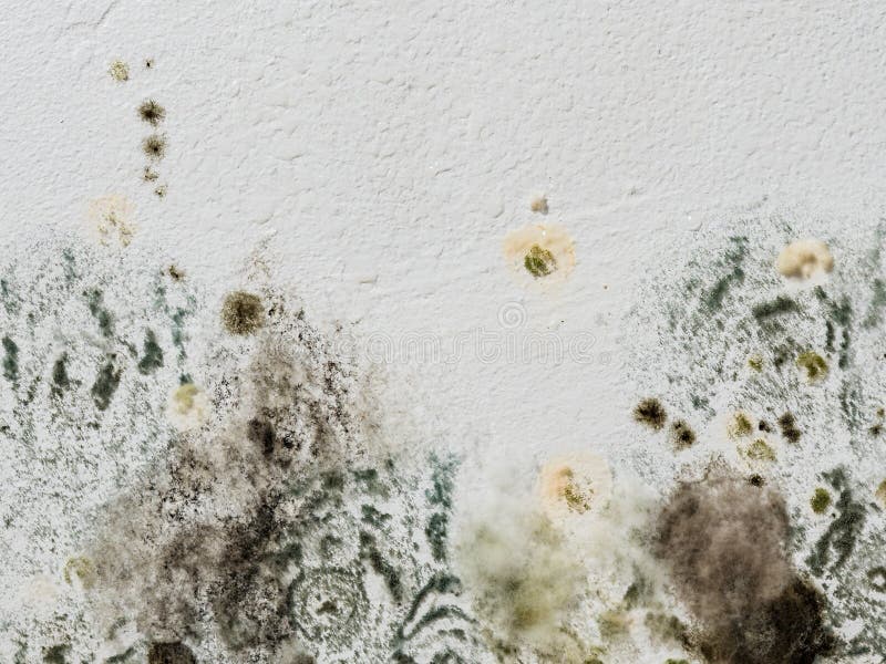 Mould and Fungus Growth on White Wall Stock Image - Image of room ...