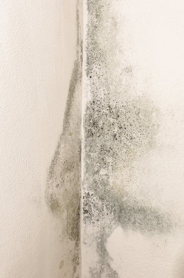 Mold and Moisture Buildup on Pink Wall Stock Image - Image of messy ...