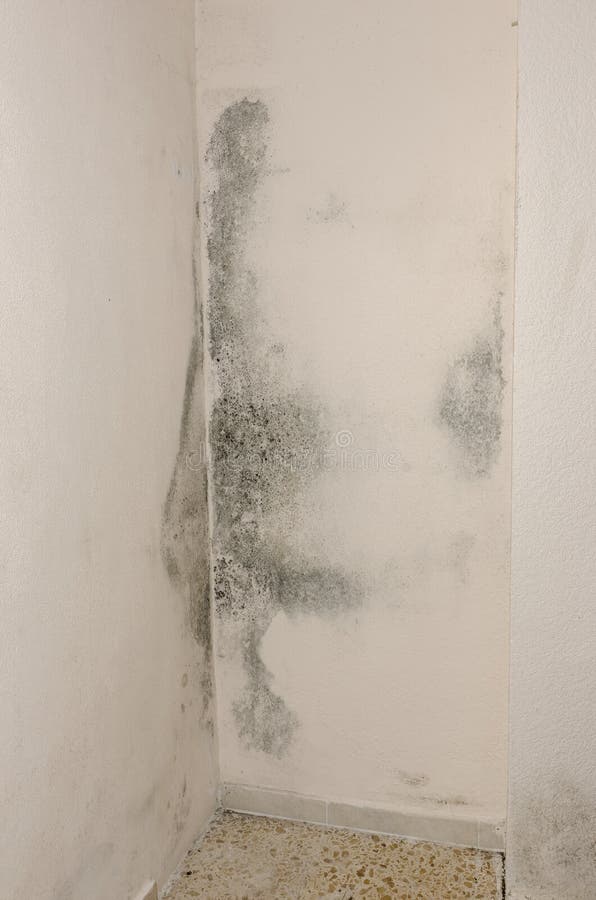 Mould and Moisture Build Up on a Wall Stock Photo - Image of flowers ...