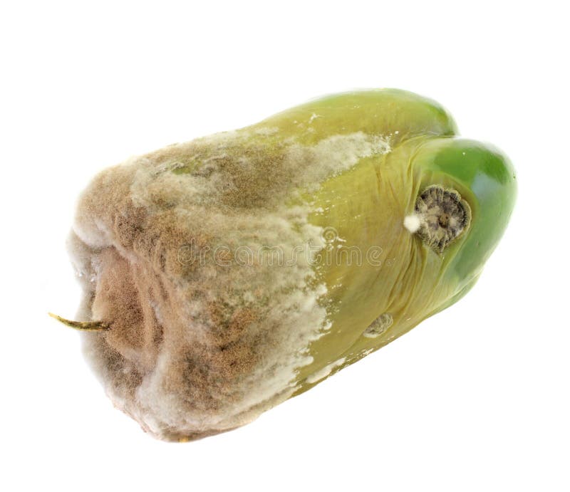 Mould on pepper stock photo. Image of vegetable, rotting - 13411782