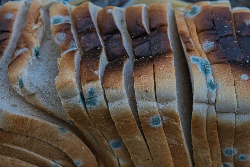 Mould Forming on Sliced Pan Bread Stock Image - Image of forming, bread ...