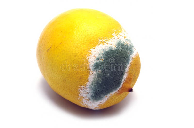 Mouldy Orange stock photo. Image of fuzz, kitchen, contaminated - 4197106