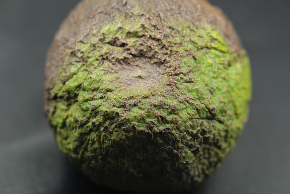 Mouldy avocado stock image. Image of spoiled, injurious - 92588579