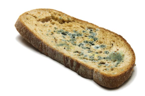 Mouldy bread stock photo. Image of rusty, funky, sandwich - 2426628