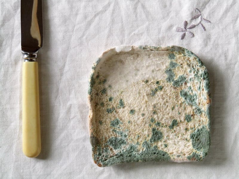 Mouldy Bread stock photo. Image of meal, fuzz, eating - 4772860