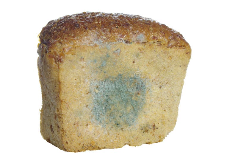 Mouldy bread stock photo. Image of closeup, grey, decay - 30536854
