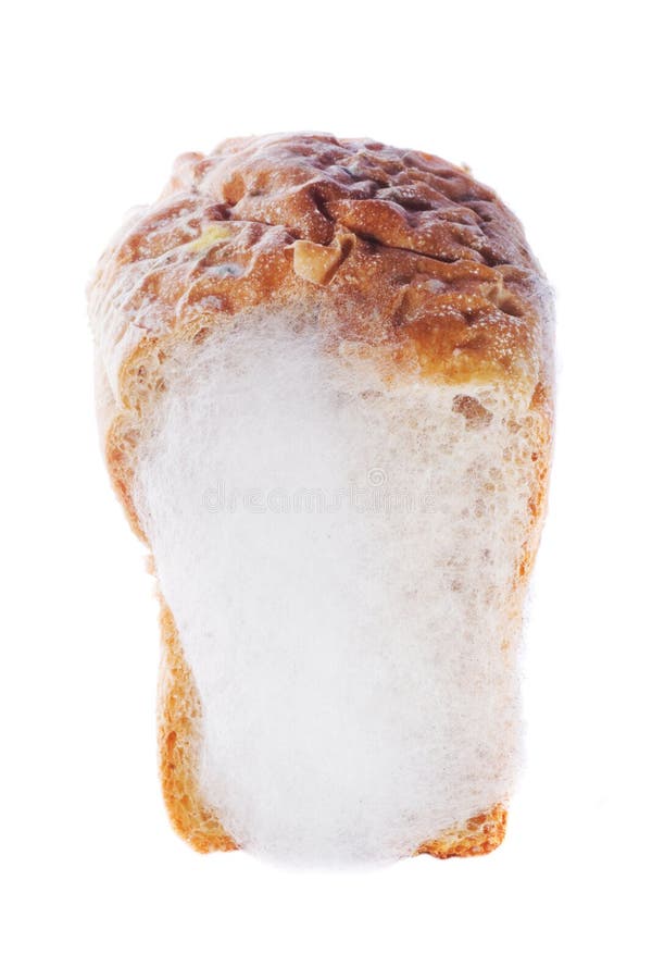 Frowsy stock photo. Image of macro, appetite, slice, fungi - 34017012